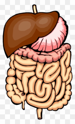 Digestive System Diagram - Free Transparent PNG Clipart Images Download